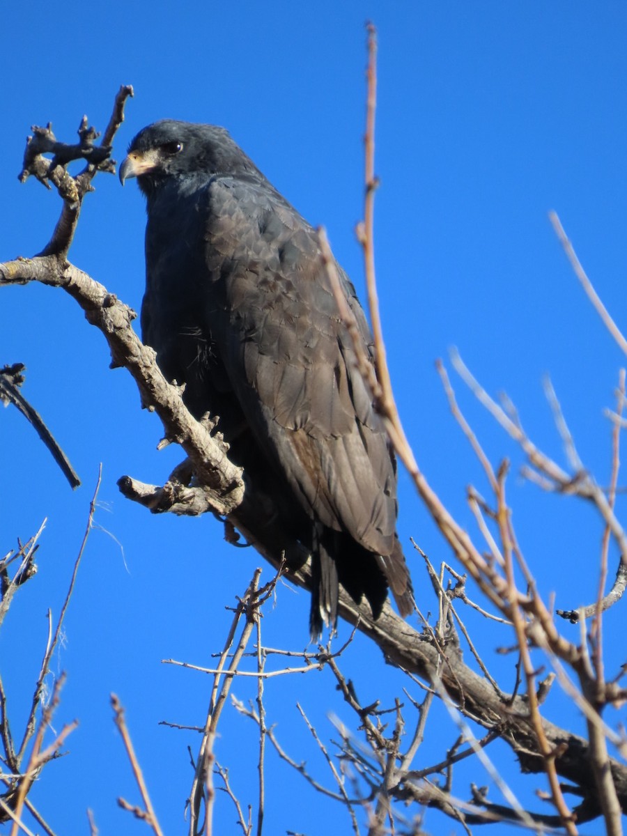 ML629380169 - Common Black Hawk - Macaulay Library