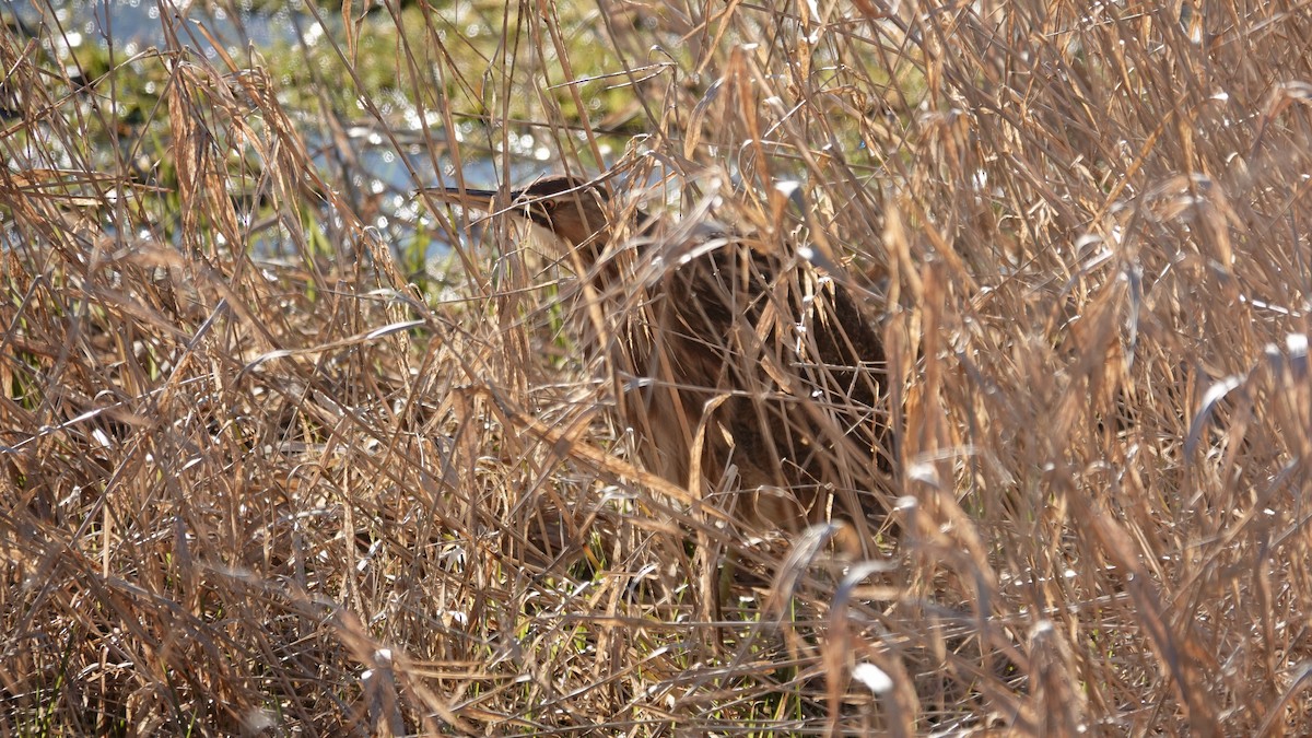 eBird Checklist - 19 Jan 2025 - Reifel Bird Sanctuary - 46 species
