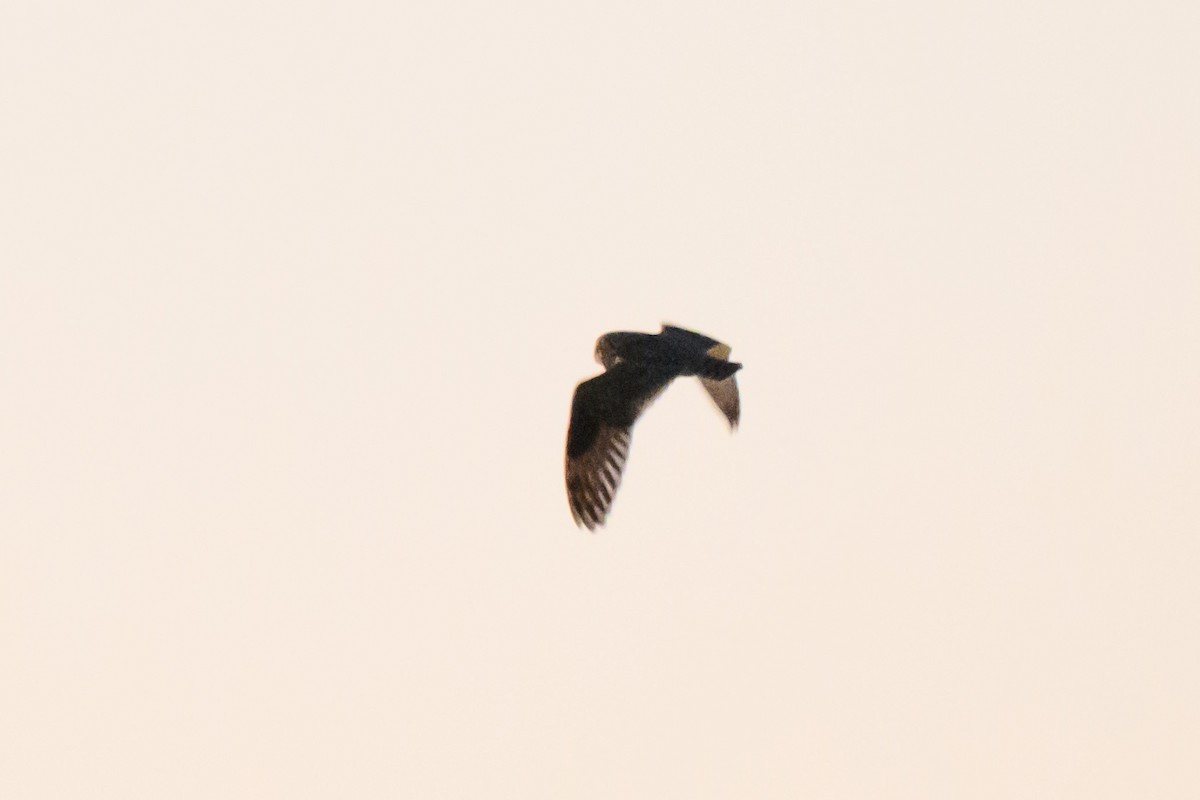 eBird Checklist - 19 Jan 2025 - Parkhill Prairie (Collin Co.) - 11 ...
