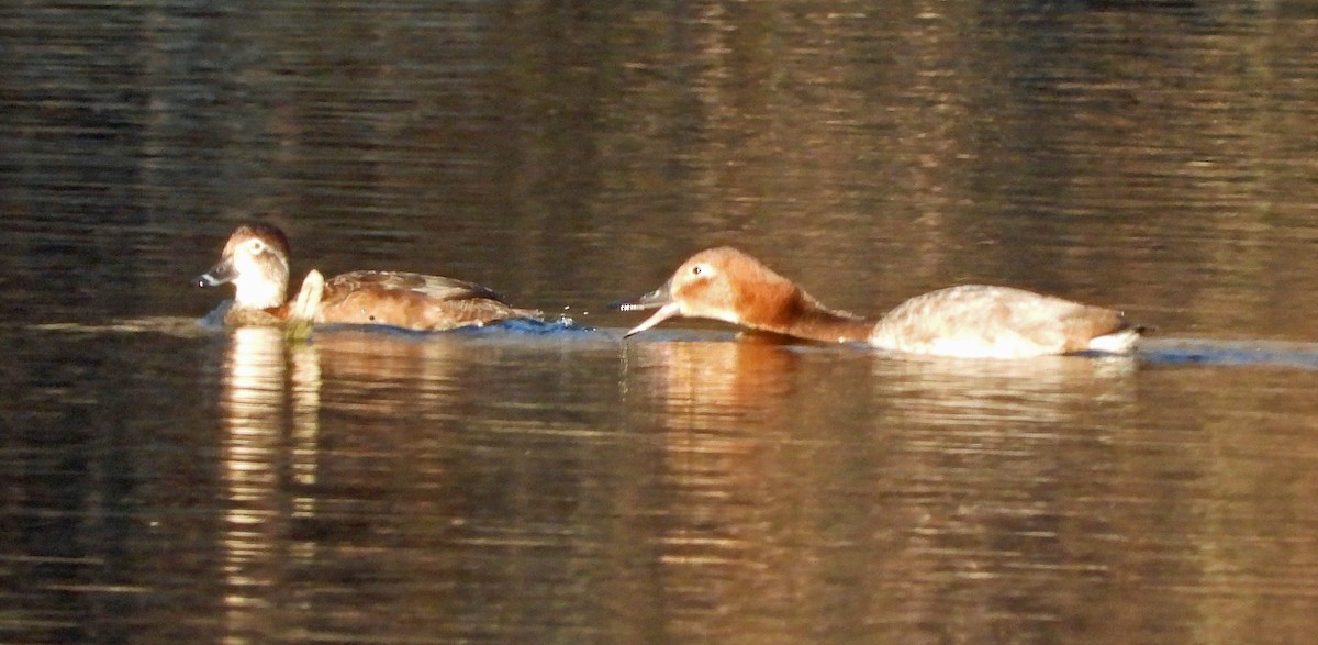 eBird Checklist - 19 Jan 2025 - Reifel Bird Sanctuary - 42 species