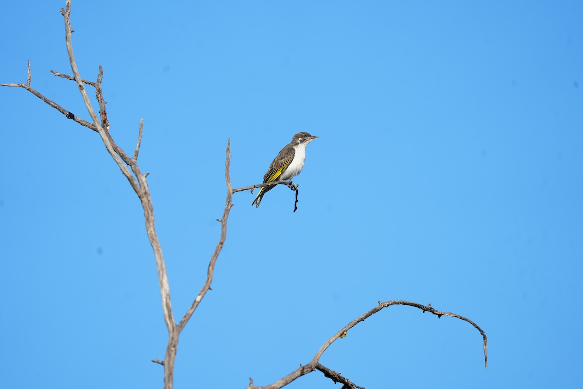eBird Checklist - 19 Jan 2025 - Mount Korong Nature Conservation ...