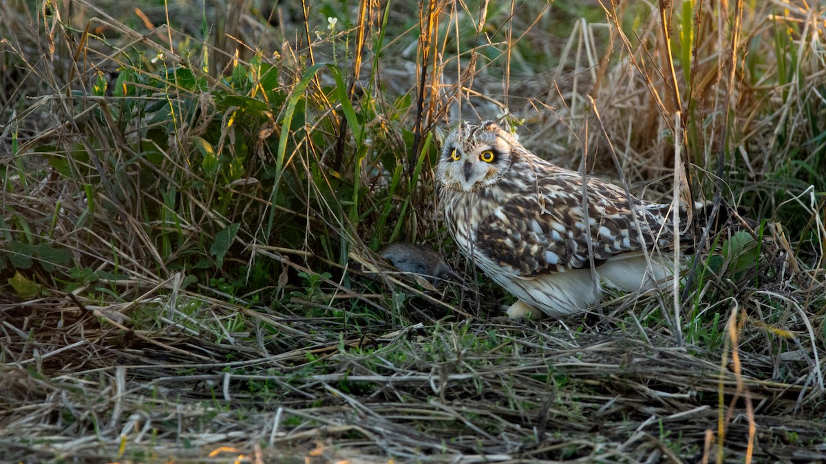 eBird Checklist - 19 Jan 2025 - Samish Flats--East 90 - 12 species