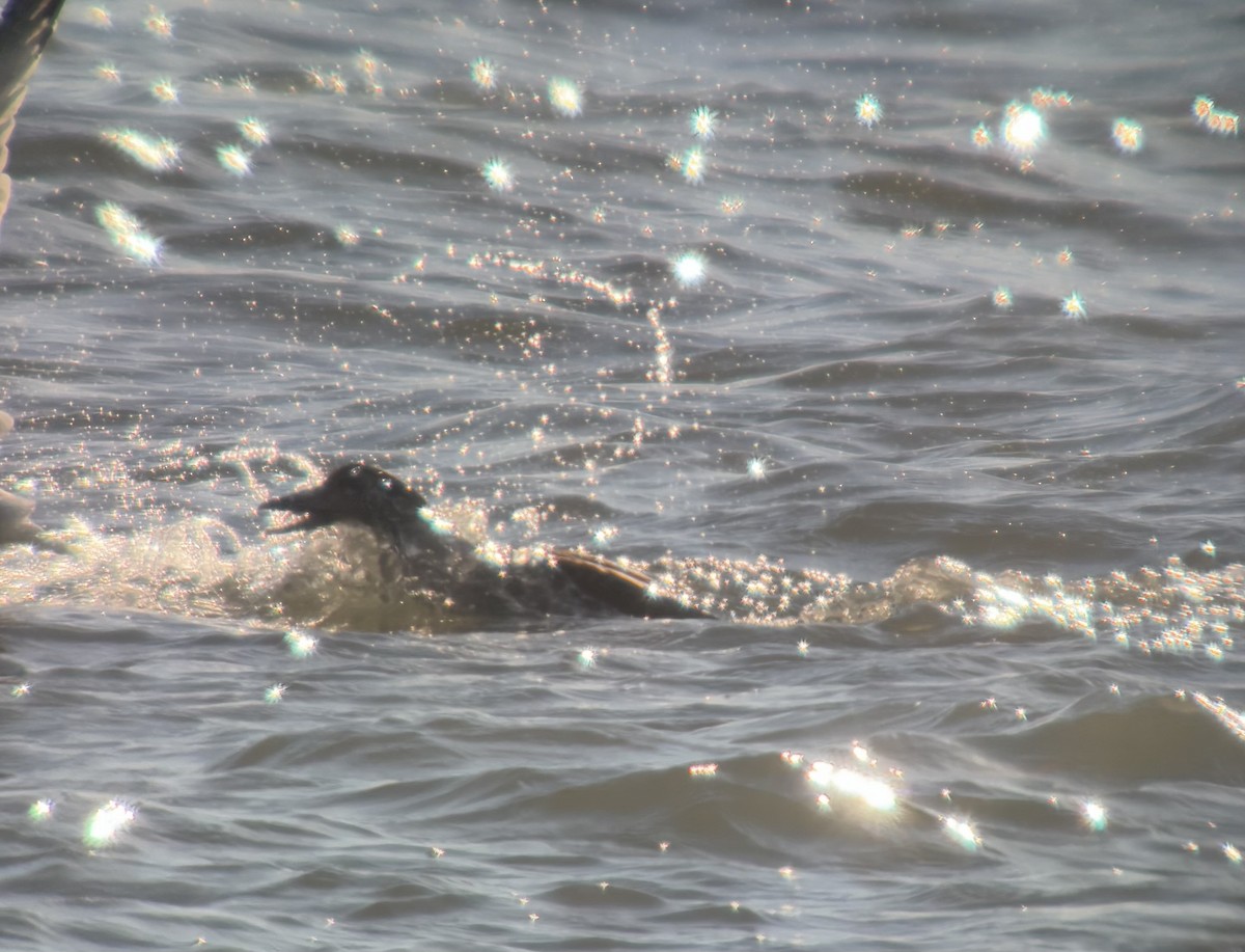 eBird Checklist - 20 Jan 2025 - Rudee Inlet - 9 species