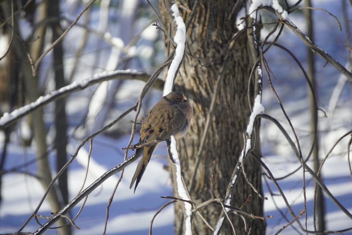 eBird Checklist - 20 Jan 2025 - Primary - 8 species