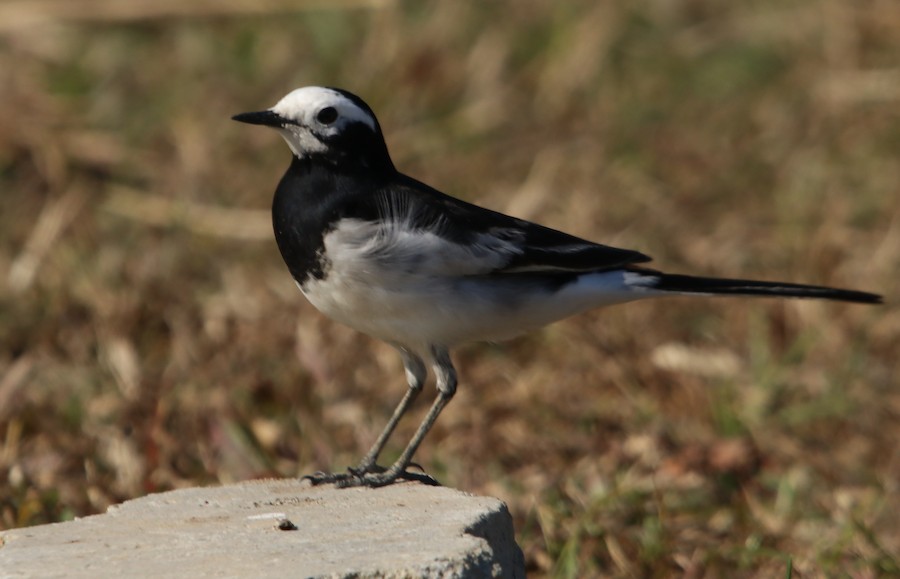 White Wagtail (Hodgson's) - eBird