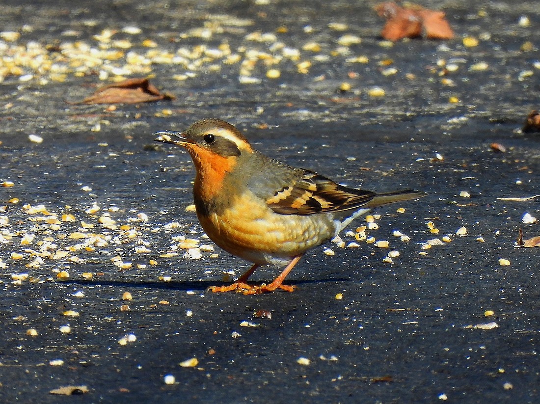 eBird Checklist - 20 Jan 2025 - Stakeout Varied Thrush - Edgemoor Dr ...