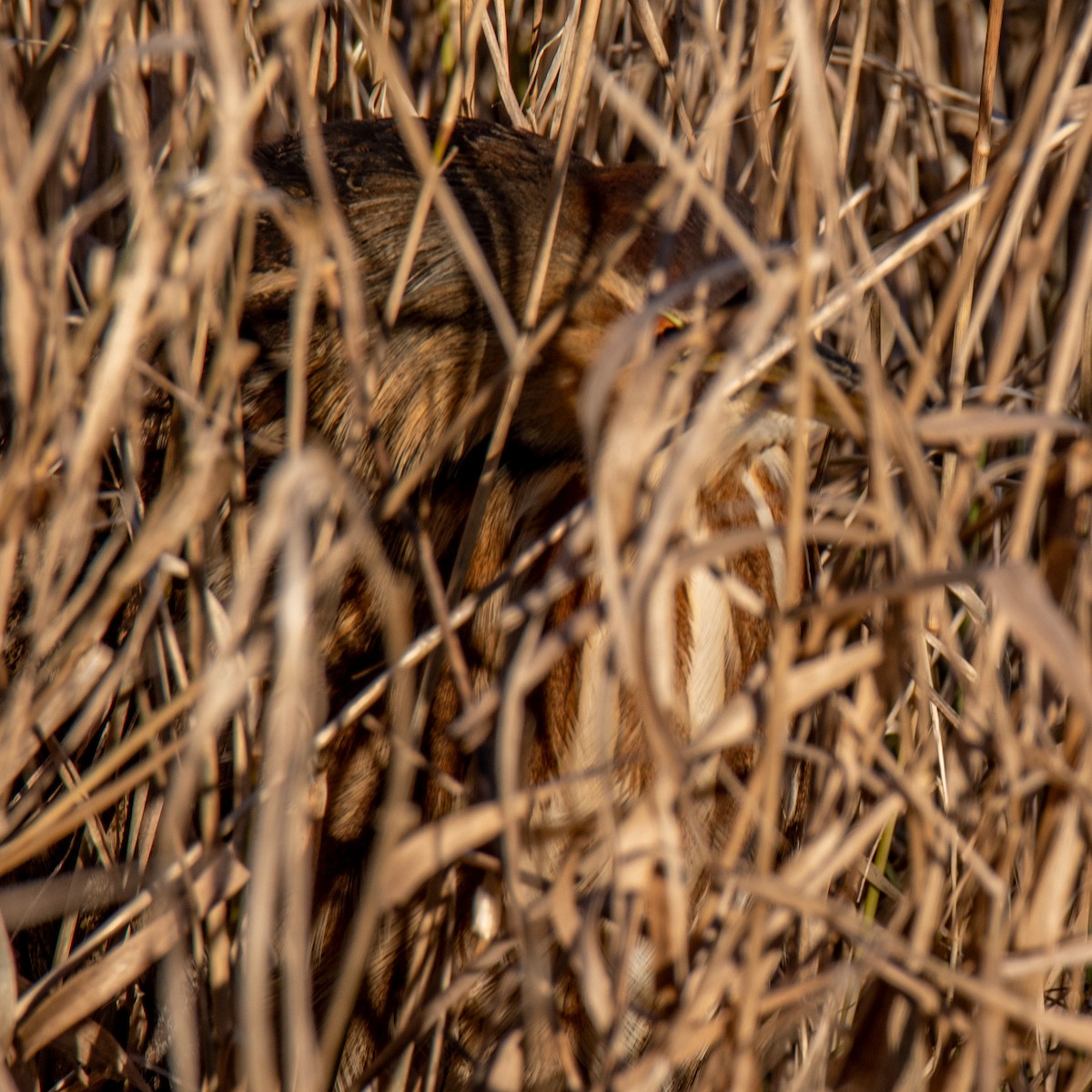 eBird Checklist - 19 Jan 2025 - Reifel Bird Sanctuary - 33 species