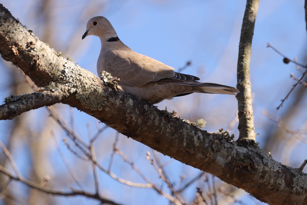 eBird Checklist - 20 Jan 2025 - Oxford Lake Park , Oxford, AL - 8 species