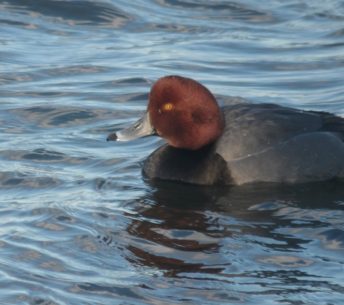 New York Breeding Bird Atlas Checklist - 20 Jan 2025 - Worlds Fair ...