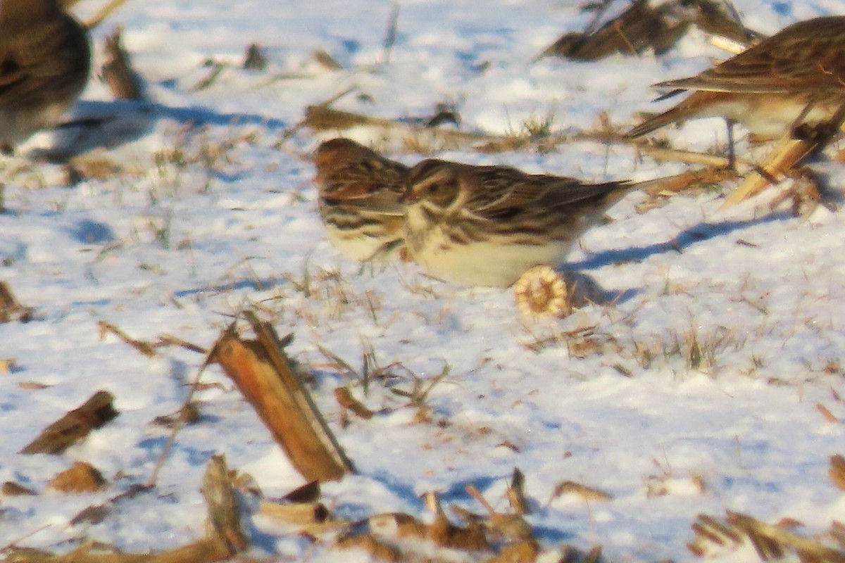 Pennsylvania Bird Atlas Checklist - 20 Jan 2025 - Mertz Rd. Flooded Field - 3 species