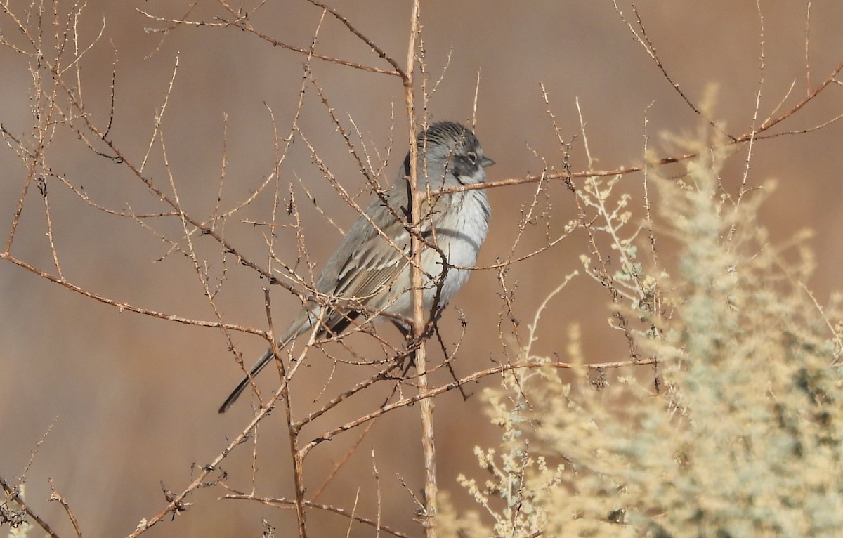 eBird Checklist - 20 Jan 2025 - Robbins Butte Wildlife Area - 15 species