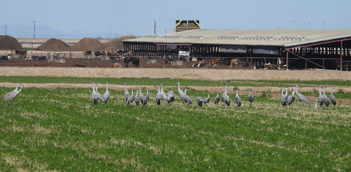 eBird Checklist - 20 Jan 2025 - Palo Verde--Narramore Rd - 8 species