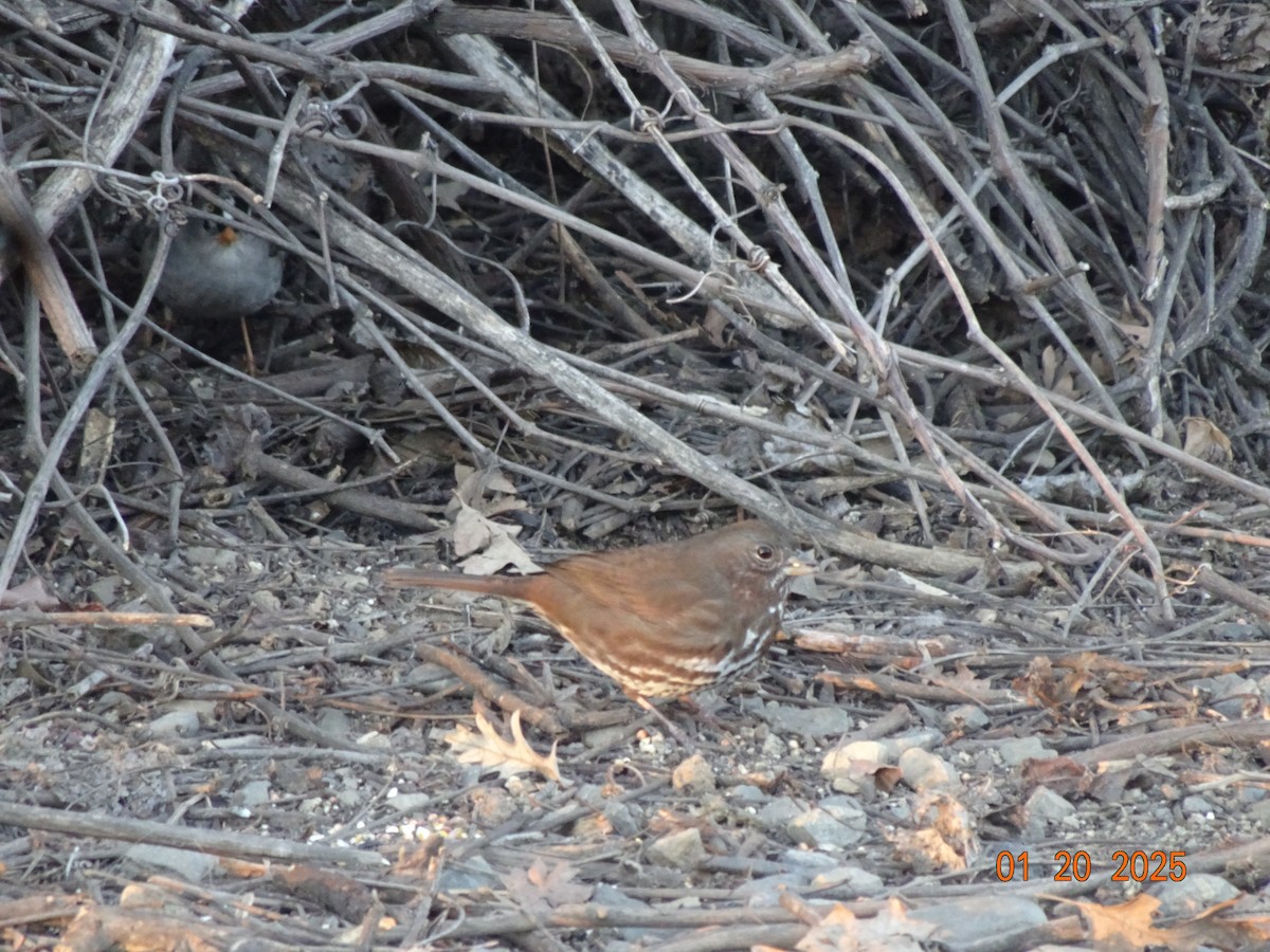 eBird Checklist - 20 Jan 2025 - American River Parkway behind condo ...
