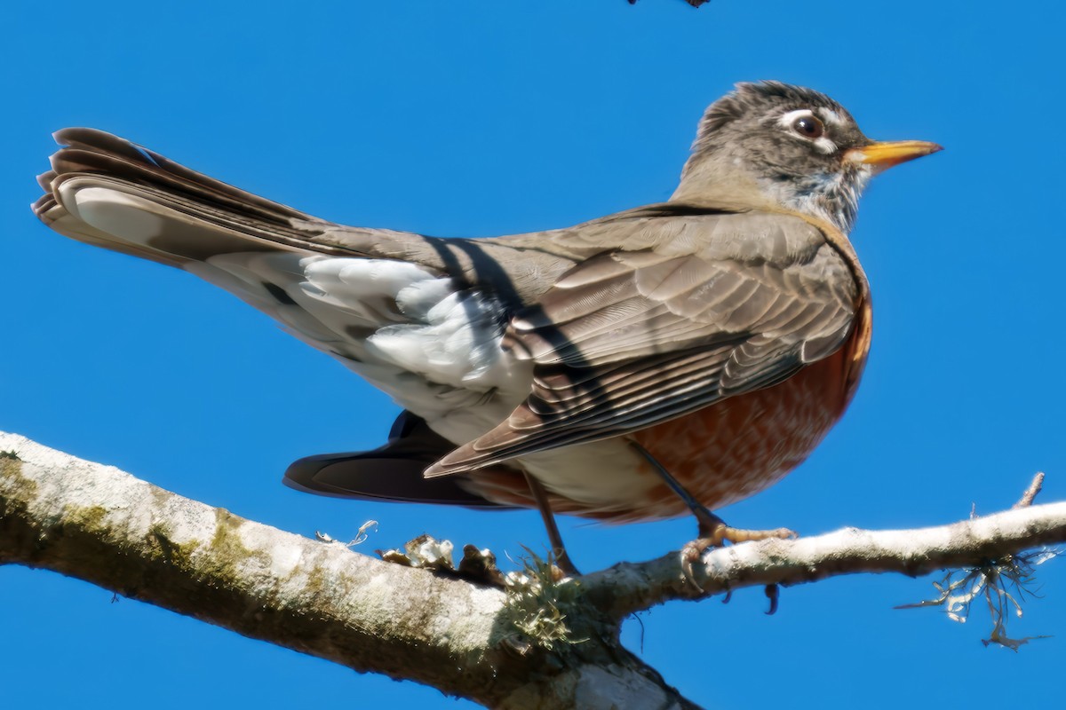 eBird Checklist - 20 Jan 2025 - LSU Burden Center - 30 species