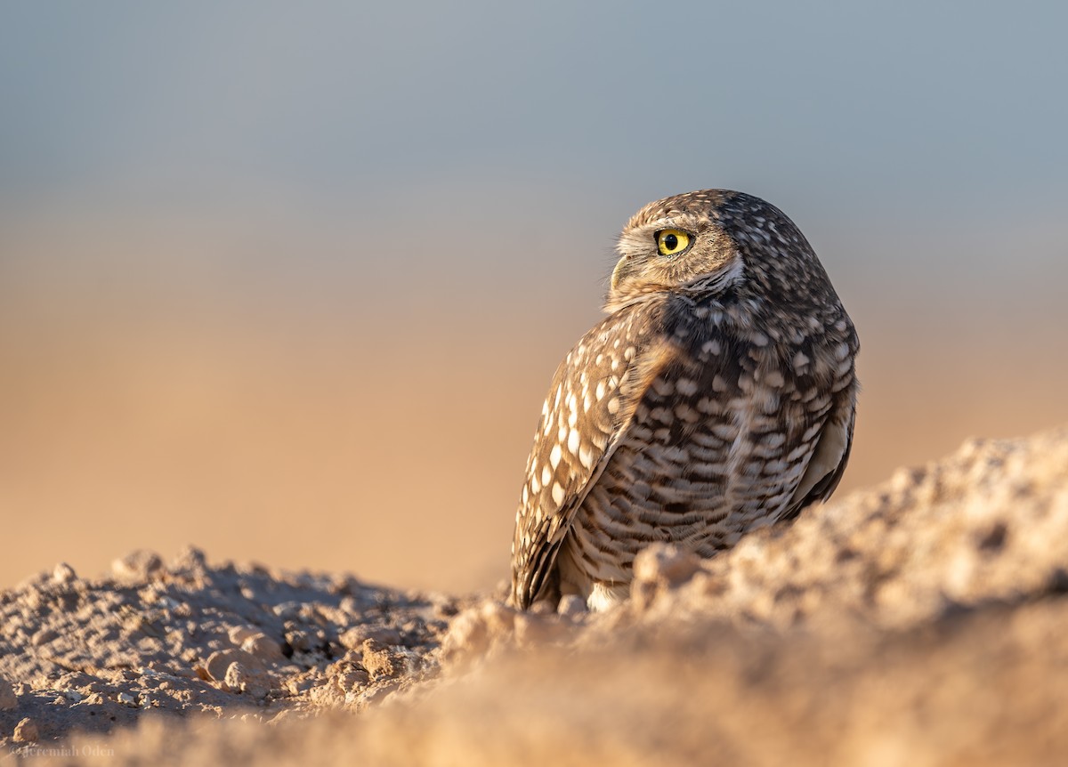 ML629434561 - Burrowing Owl - Macaulay Library