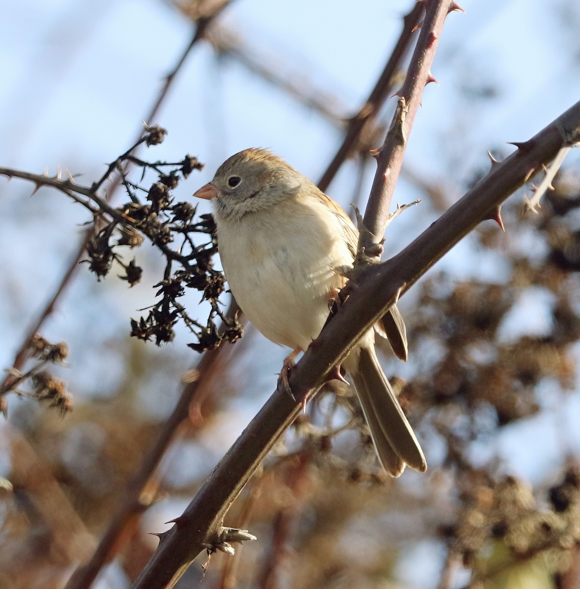eBird Checklist - 20 Jan 2025 - Sauvie Island--Rentenaar Rd. - 8 species