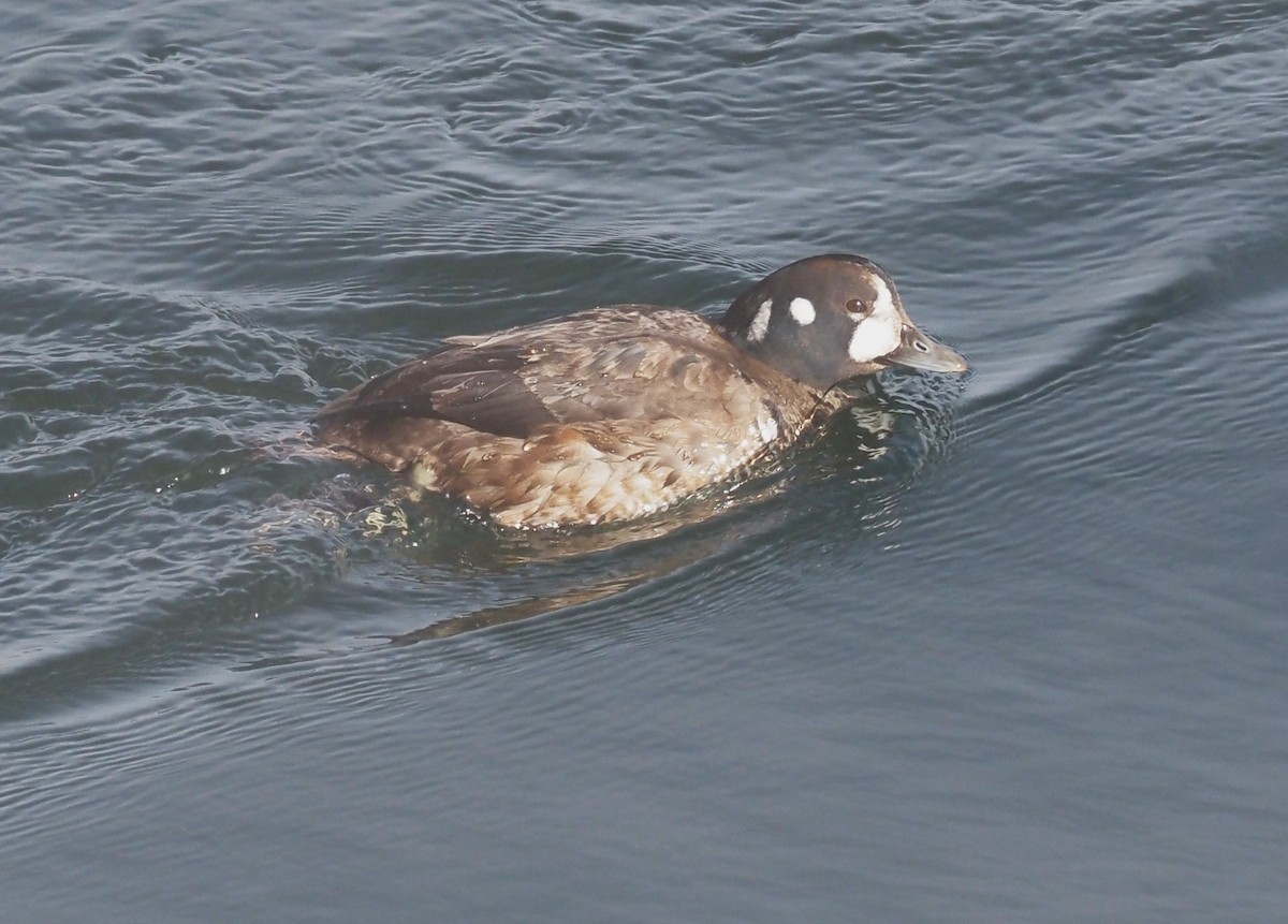 ML629438856 - Harlequin Duck - Macaulay Library