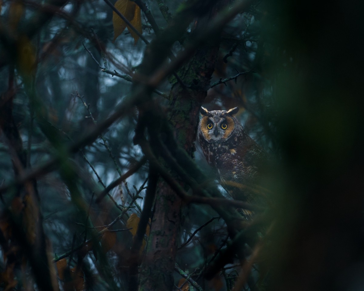ML629439474 - Long-eared Owl - Macaulay Library