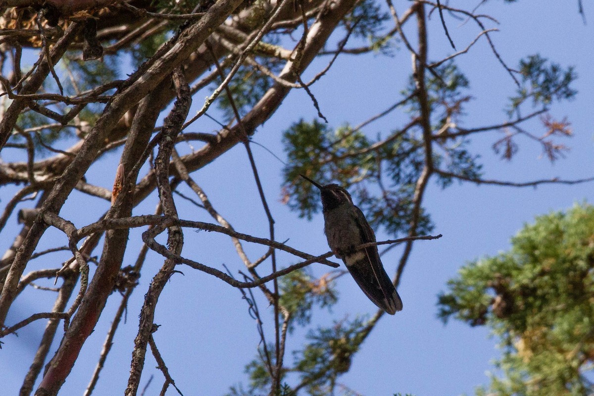 eBird Checklist - 1 Jul 2013 - Big Bend NP--Boot Spring - 5 species