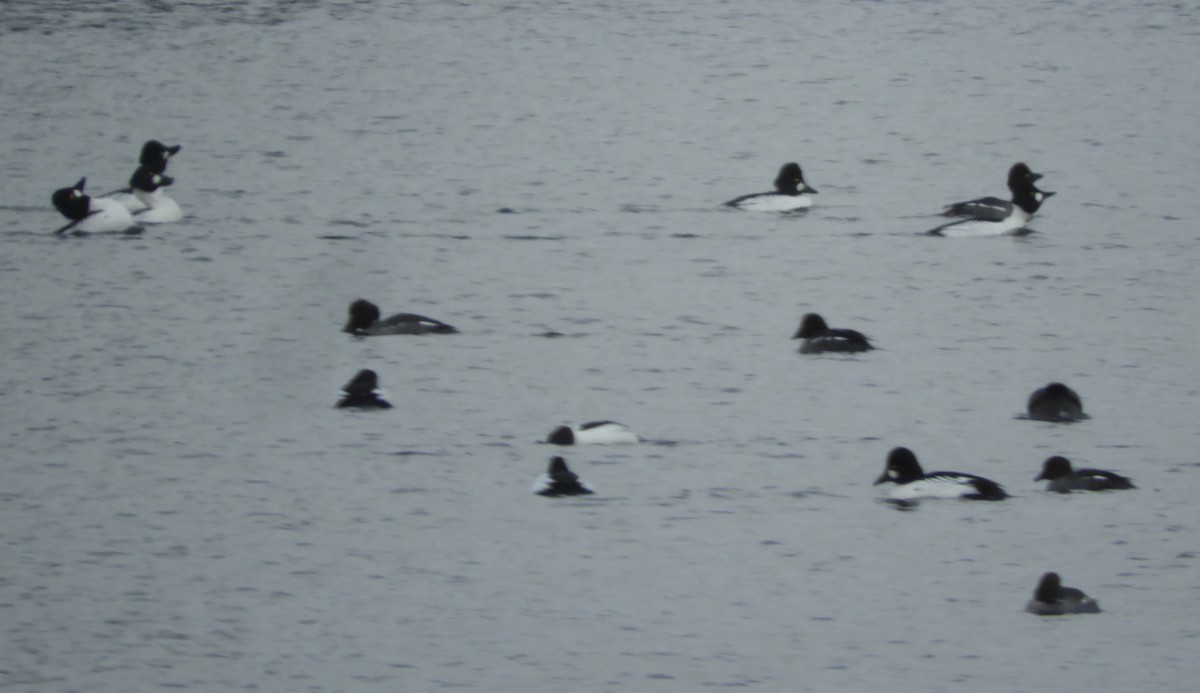 eBird Checklist - 21 Jan 2025 - Halte Turgeon-Gaudreau - 10 species (+1 ...