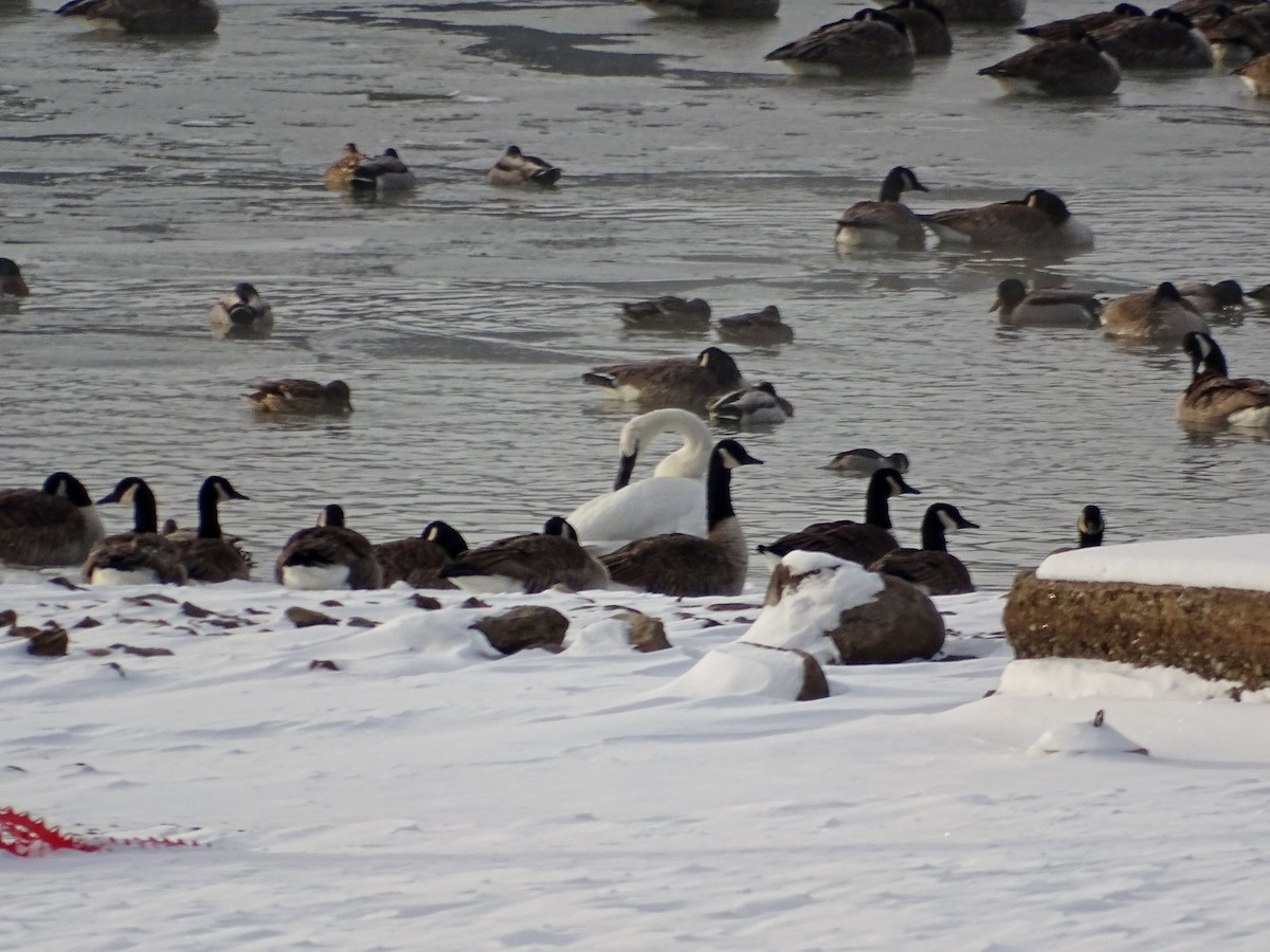 Pennsylvania Bird Atlas Checklist - 21 Jan 2025 - Beltzville SP--Day Use Area - 12 species