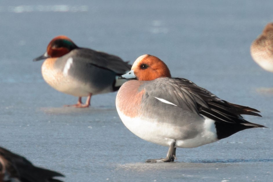 eBird Checklist - 18 Apr 2022 - Range Road 234, Rolly View, Alberta - 8 ...