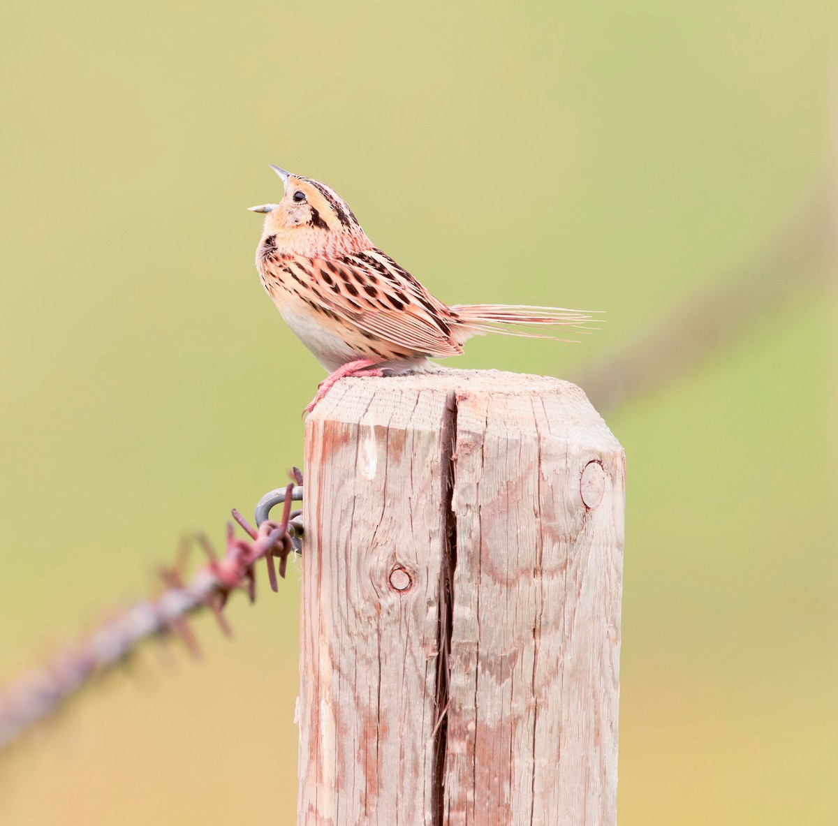 eBird Checklist - 16 Jun 2023 - Bruderheim Natural Areas - 3 species