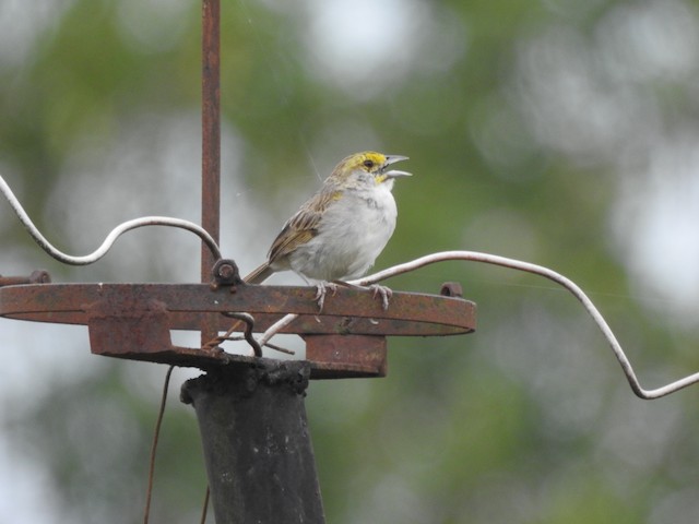 News - eBird Bolivia