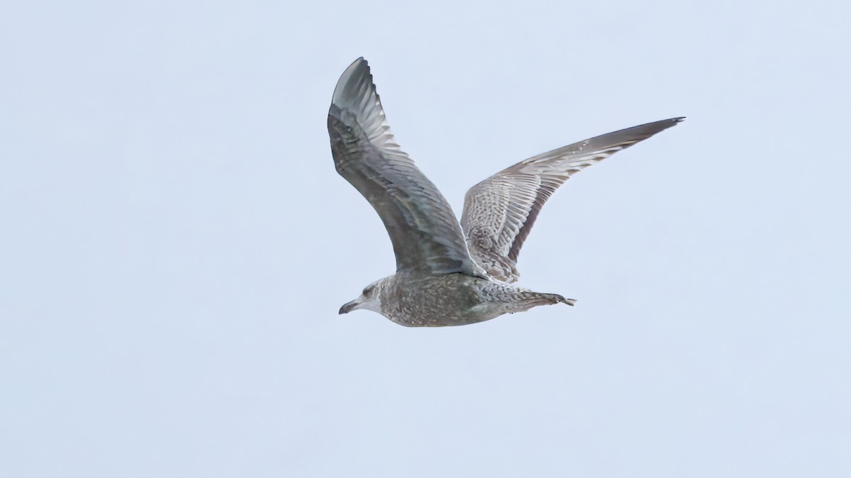 eBird Checklist - 21 Jan 2025 - Canaveral National Seashore--Apollo ...