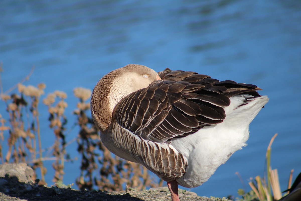 eBird Checklist - 21 Jan 2025 - Guajome Regional Park - 50 species (+1 ...