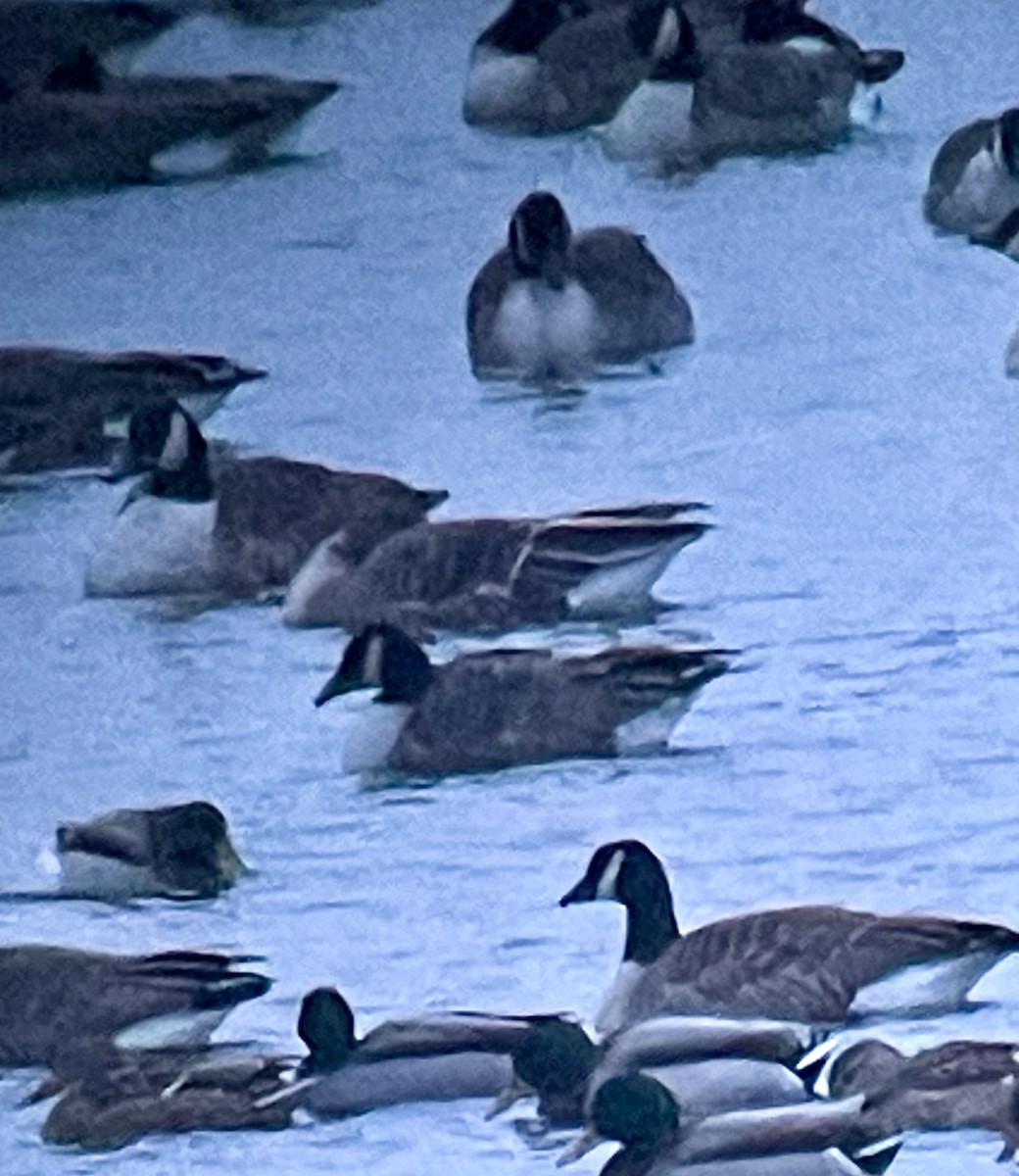 eBird Checklist - 21 Jan 2025 - Lawton Valley Reservoir - 20 species