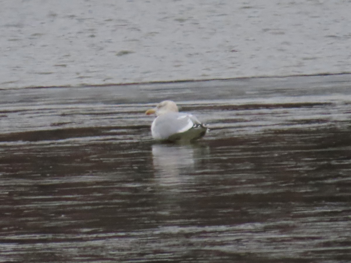 eBird Checklist - 21 Jan 2025 - Lake Chesdin Boat Ramp - 12 species (+1 ...