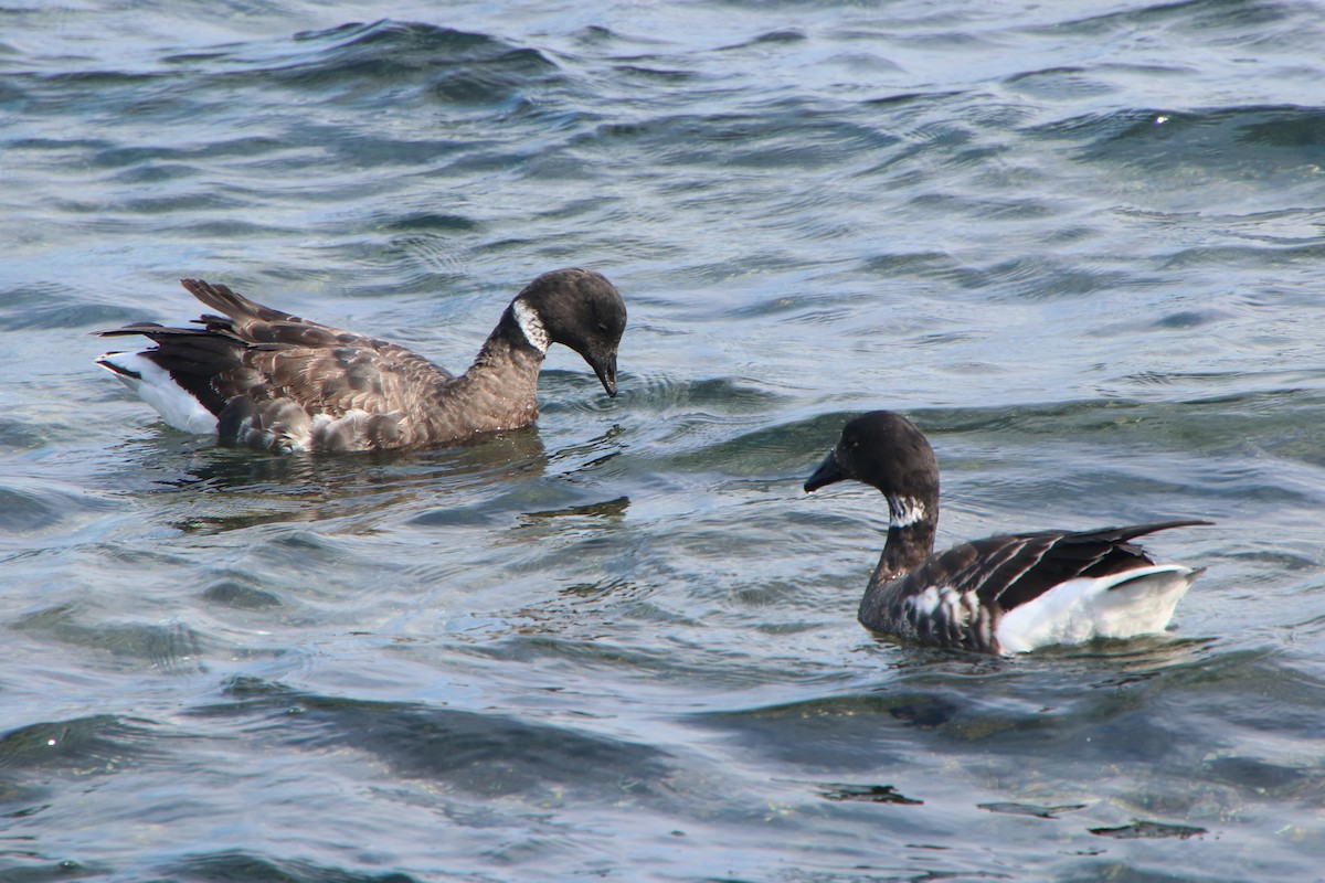 eBird Checklist - 21 Jan 2025 - 三浦市--金田漁港 (Miura--Kaneda Port) - 13 species