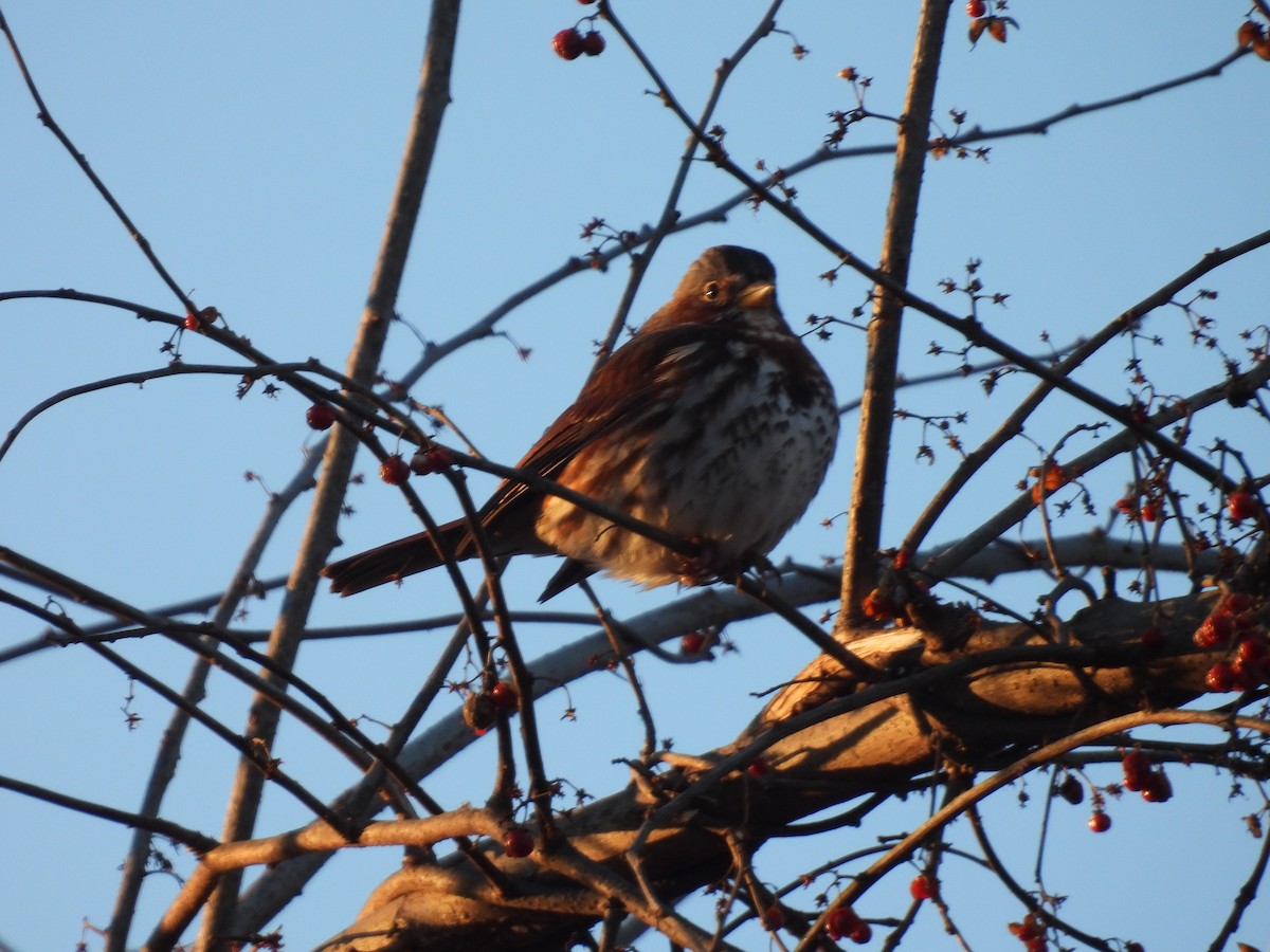 Pennsylvania Bird Atlas Checklist - 20 Jan 2025 - John Heinz NWR--impoundment (Philadelphia Co ...