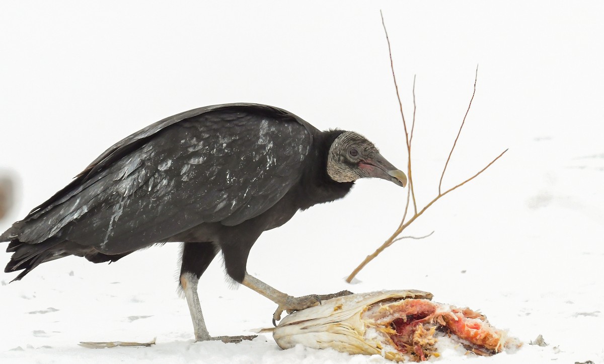 eBird Checklist - 21 Jan 2025 - William H. Kain County Park--Lake ...