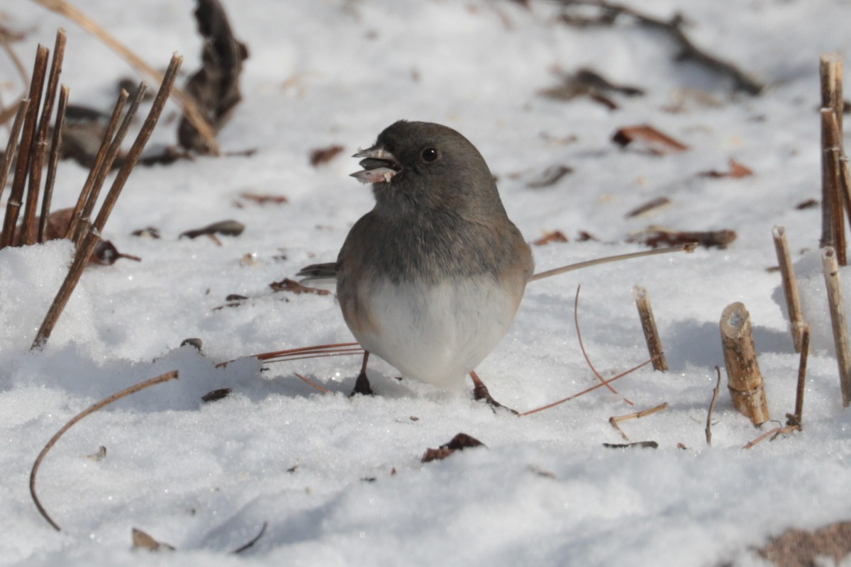Pennsylvania Bird Atlas Checklist - 21 Jan 2025 - 399 Upper Georges Valley Rd, Spring Mills US ...