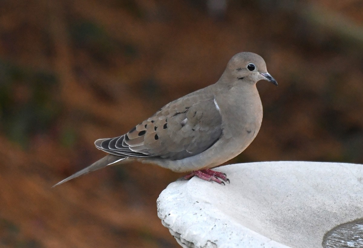 eBird Checklist - 20 Jan 2025 - Home, Kitty Hawk Bay Dr., Colington ...