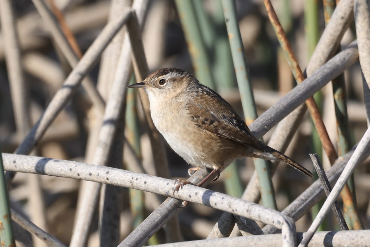 eBird Checklist - 21 Jan 2025 - Merced NWR (Please use a more specific ...