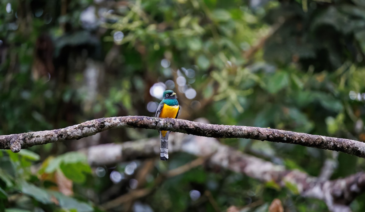 eBird Checklist - 26 Dec 2024 - Arenal Misticopark (Hanging Bridges ...