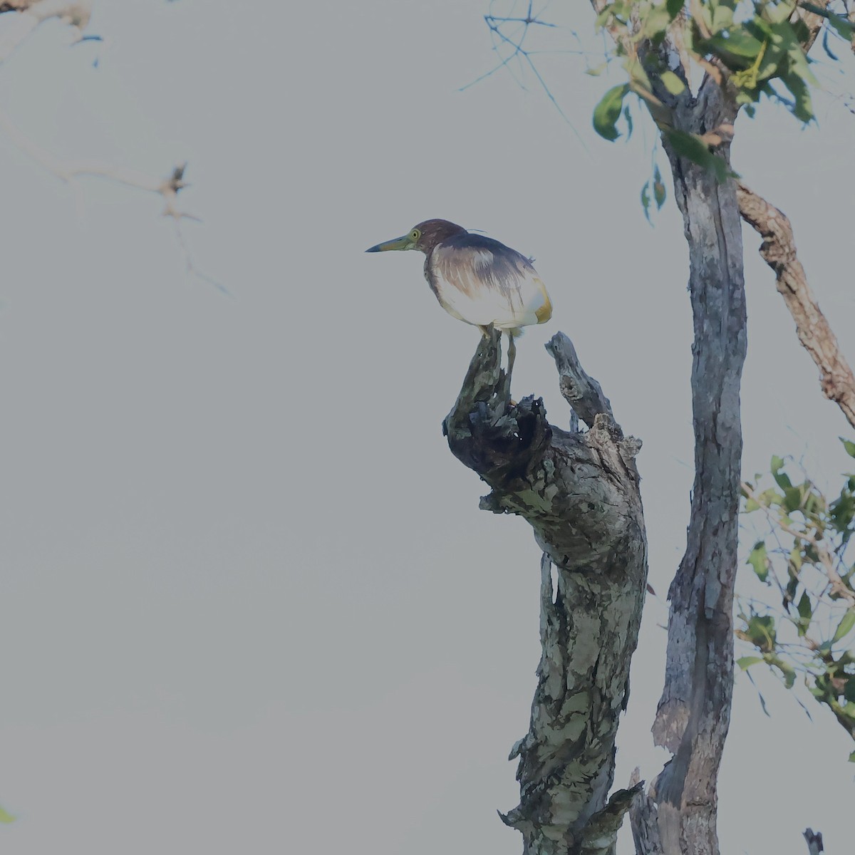 eBird Checklist - 22 Jan 2025 - Tinaroo Creek Road/SH1, Mareeba. - 15 ...