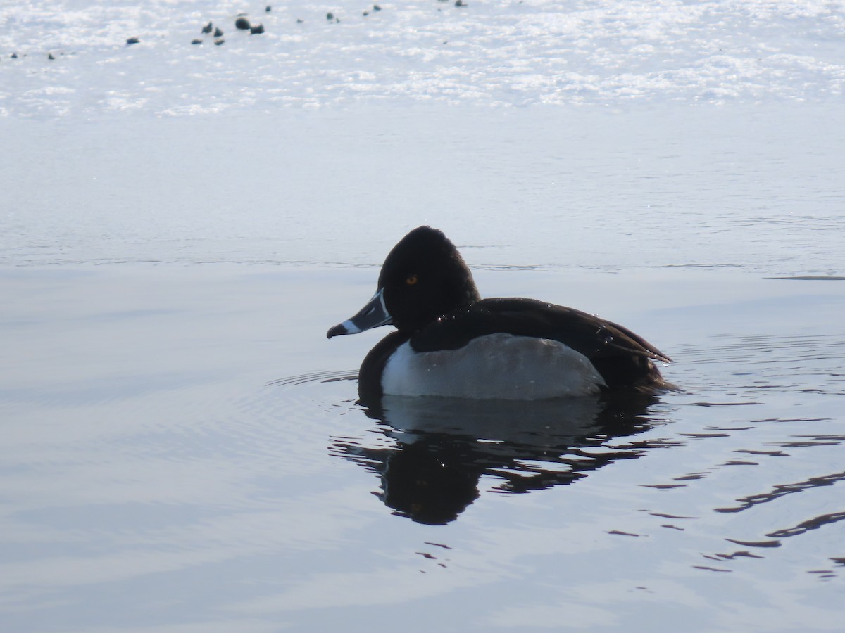 eBird Checklist - 21 Jan 2025 - Packanack Lake - 11 species (+1 other taxa)