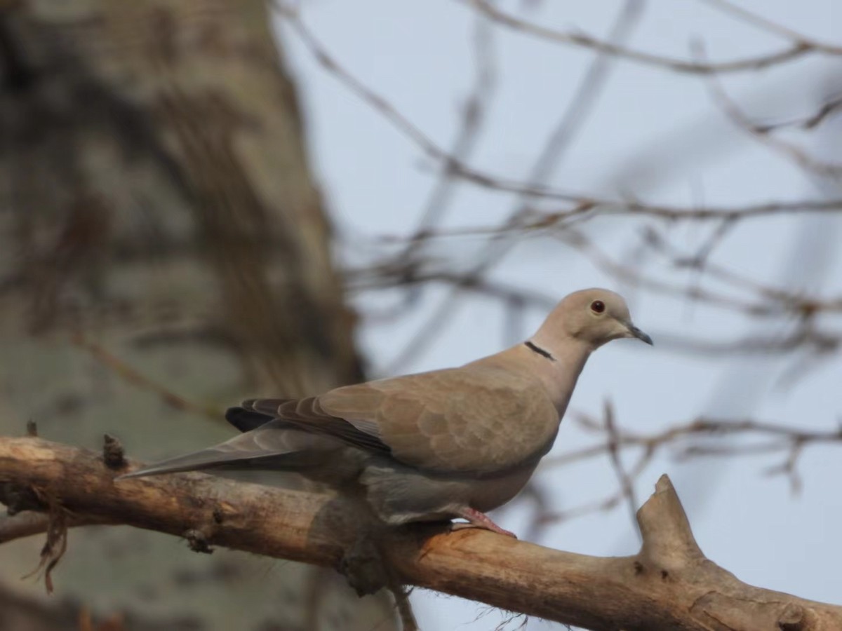 eBird Checklist - 1 Apr 2023 - 马场 (Ma Chang) - 16 species