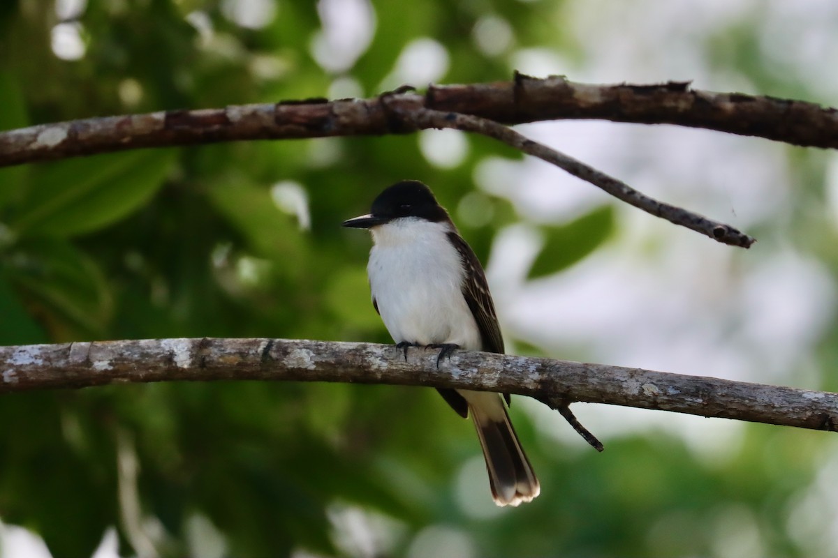 eBird Checklist - 17 Jan 2025 - Auto selected 18.48079, -77.47969 - 10 ...