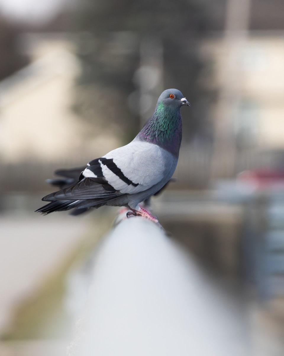 ML629501780 - Rock Pigeon (Feral Pigeon) - Macaulay Library
