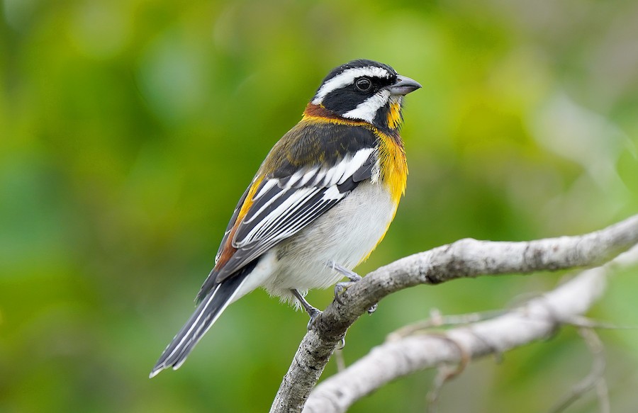 Western Spindalis (Bahamas Green-backed) - eBird