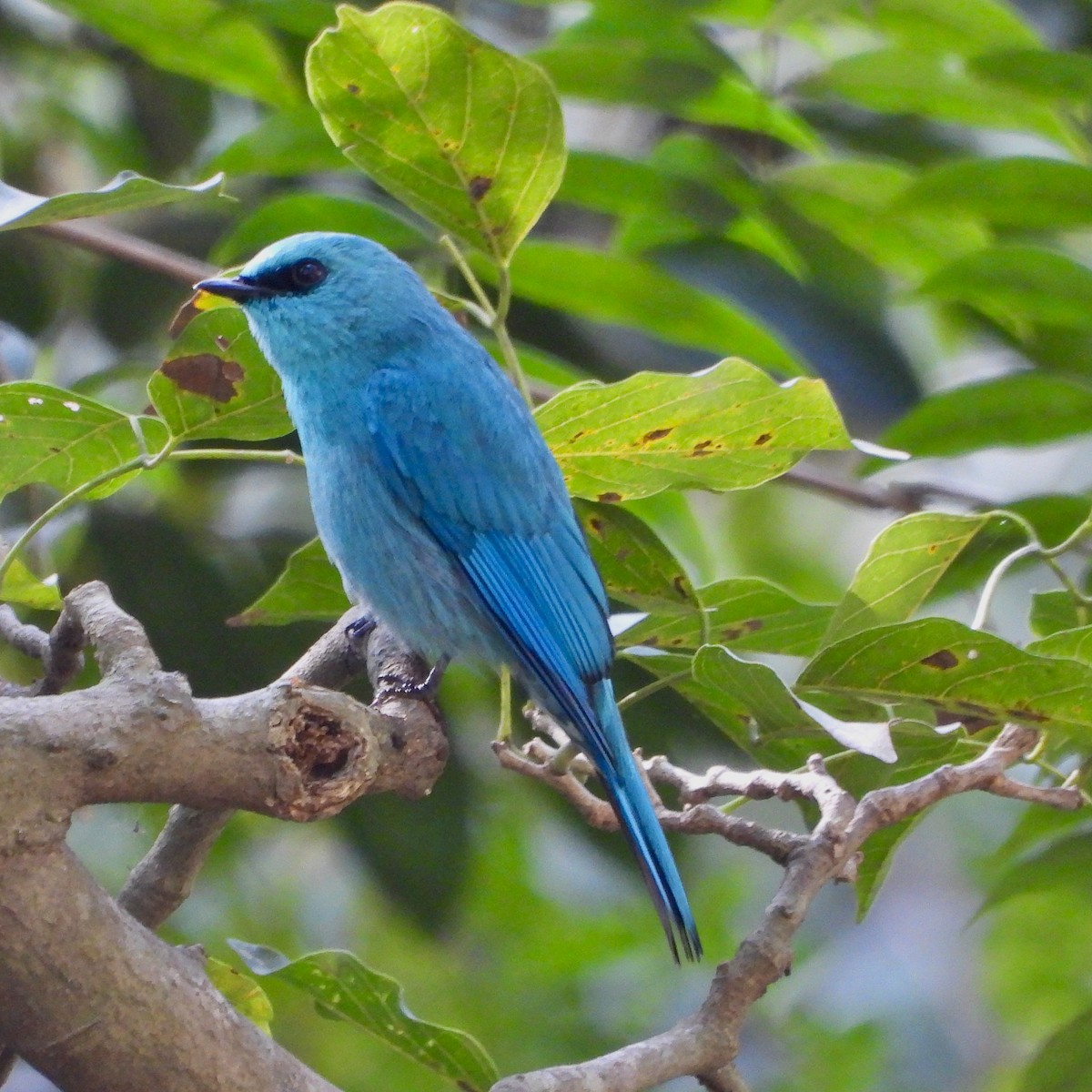 ML629505183 - Verditer Flycatcher - Macaulay Library