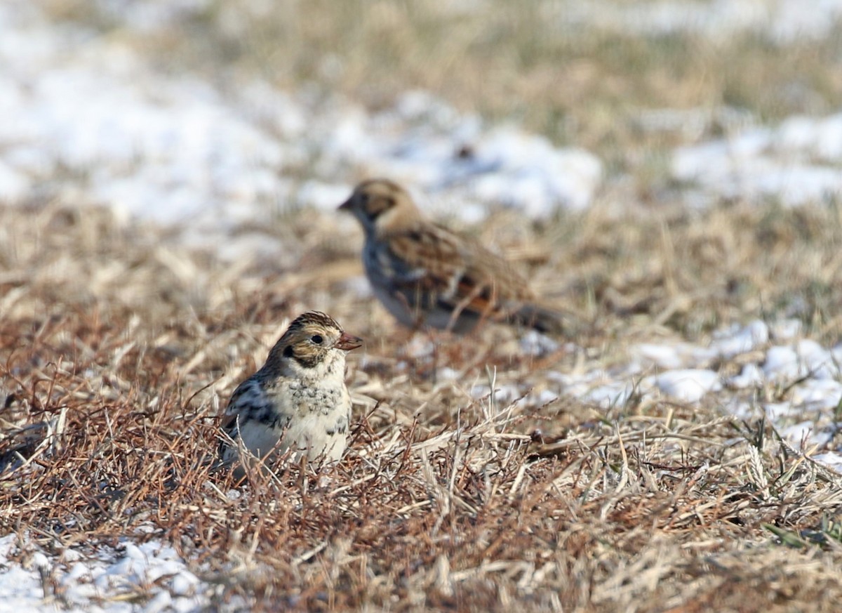 Pennsylvania Bird Atlas Checklist - 22 Jan 2025 - Mertz Rd. Flooded Field - 3 species
