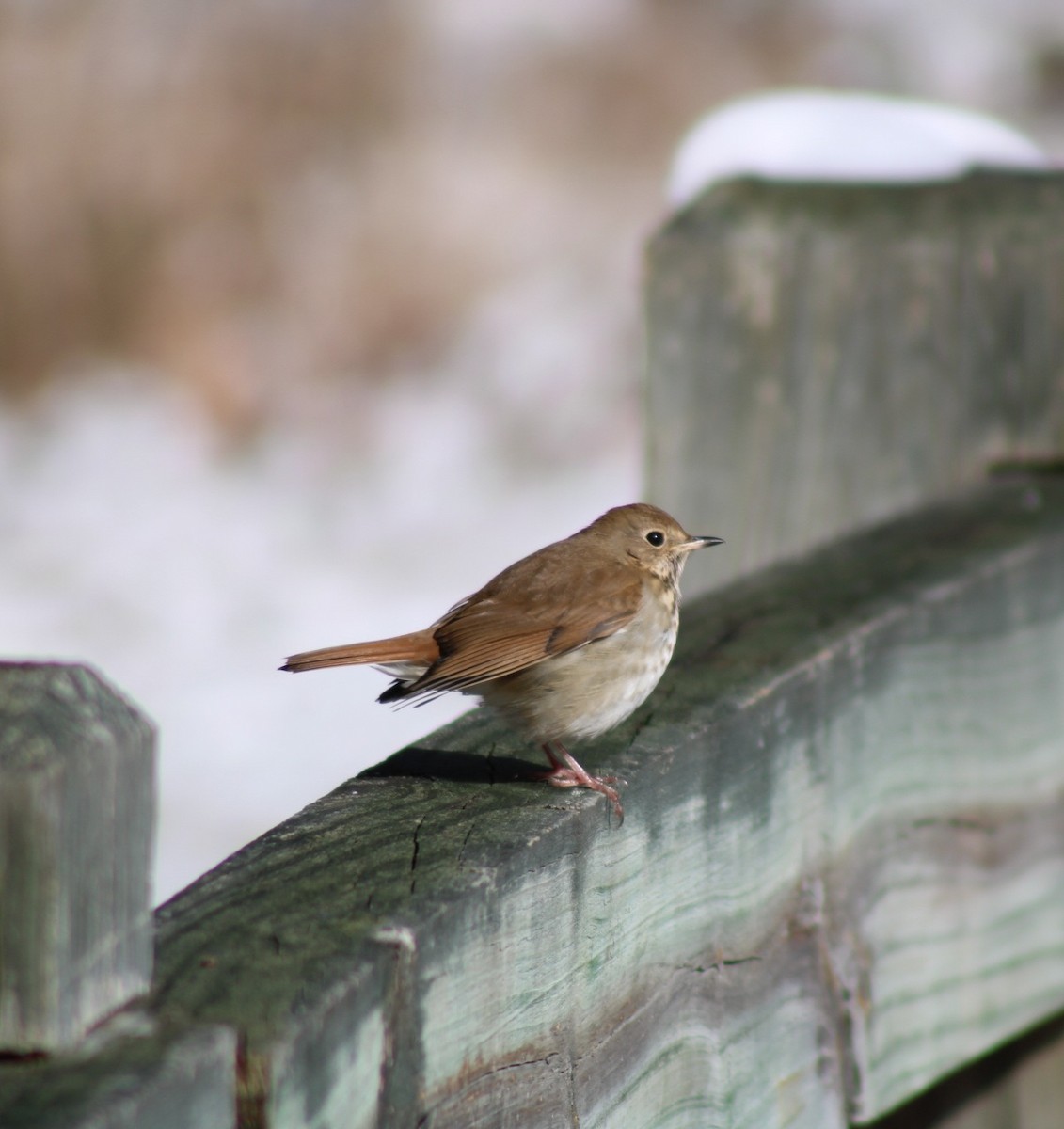 eBird Checklist - 22 Jan 2025 - Stumpy Lake Natural Area - 17 species