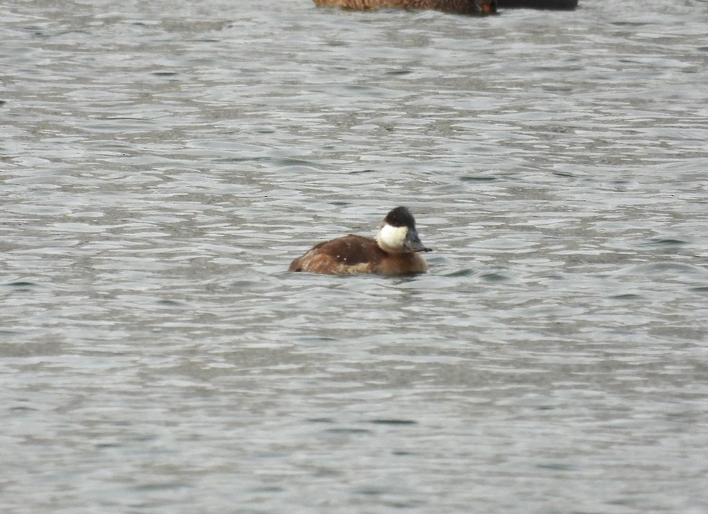 eBird Checklist - 22 Jan 2025 - Spokane Bay Area and Trail - 15 species