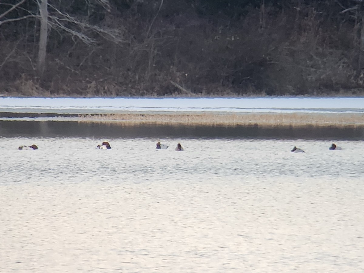 eBird Checklist - 22 Jan 2025 - Lake Chesdin Boat Ramp - 26 species